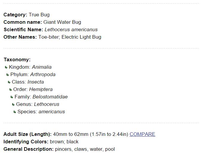 The mammoth Giant Water Bug (Lethocerus americanus) – The Misfits Pair