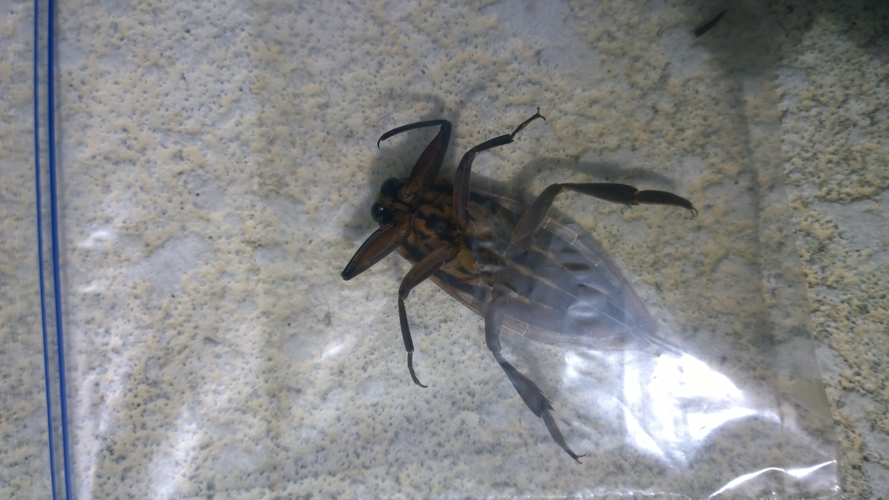 The mammoth Giant Water Bug (Lethocerus americanus) – The Misfits Pair